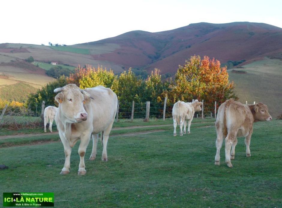 Walking in France : Basque Villages and Landscapes ( 70 photos ). – ICI ...