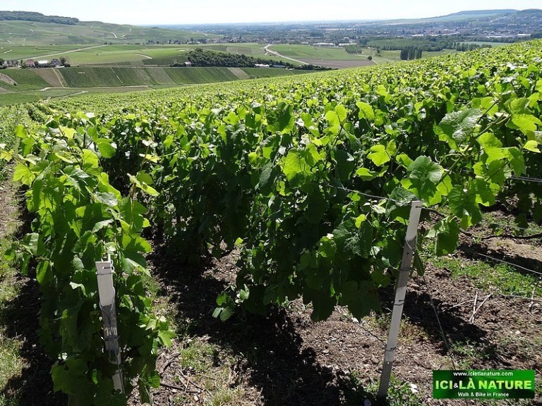 France : ” Visitez ” the birthplace of Champagne wine, Hautvillers – 60 ...